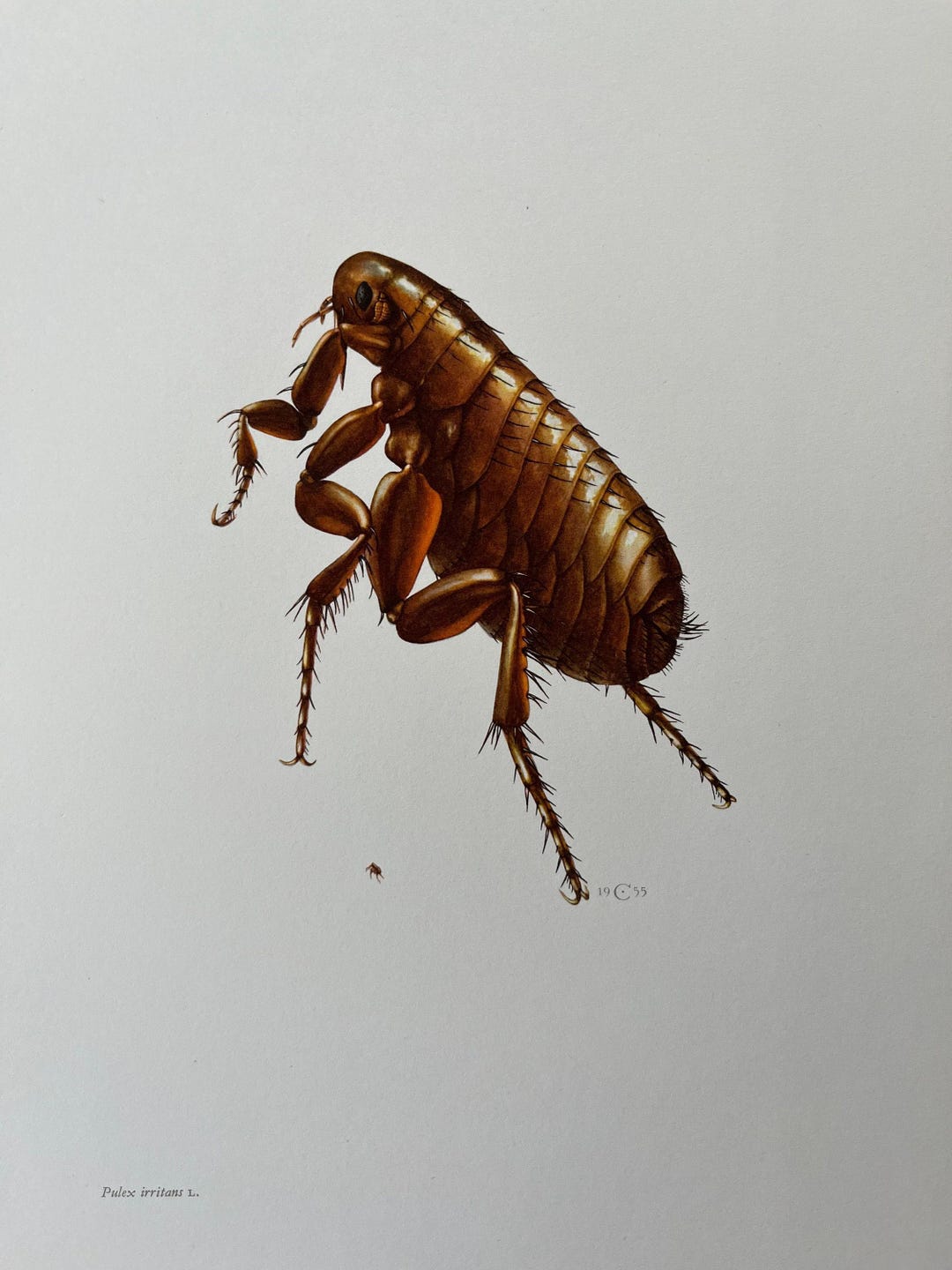 Human Flea Insect Print. Antique and Vintage Zoology and Biology ...