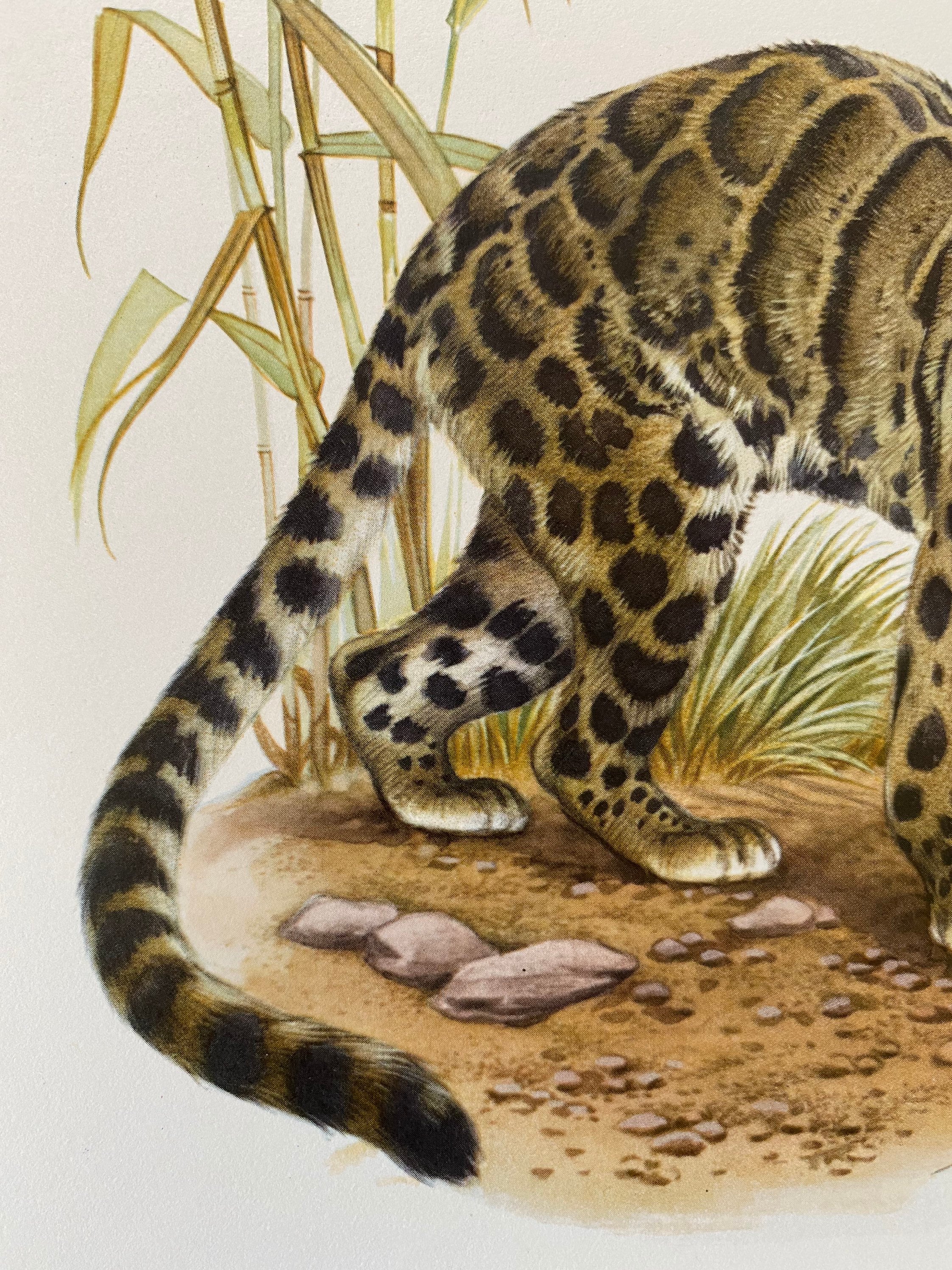 Pet Clouded Leopard
