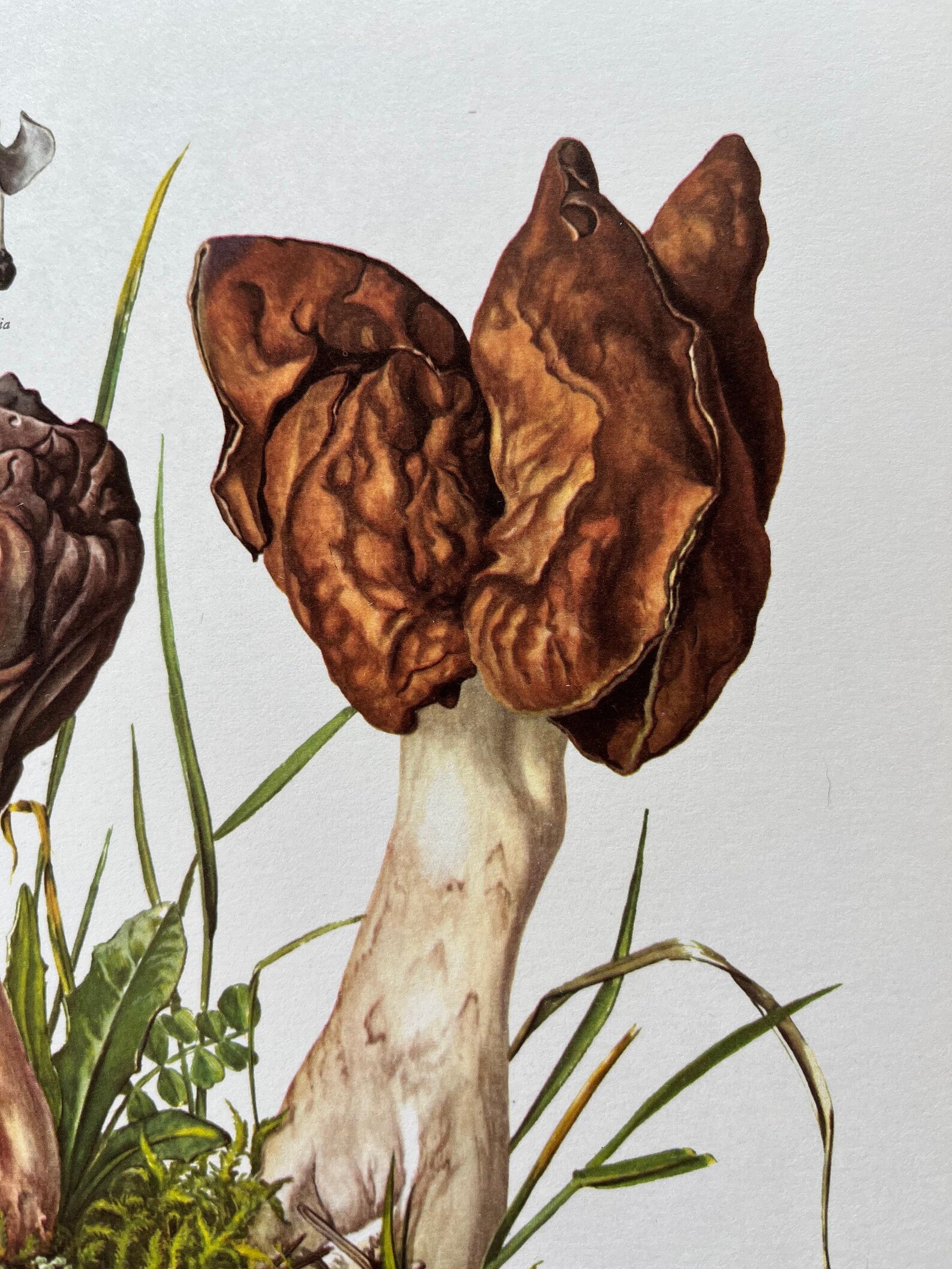Vintage Morel Mushroom Print, 1960s Biology Illustration - Etsy