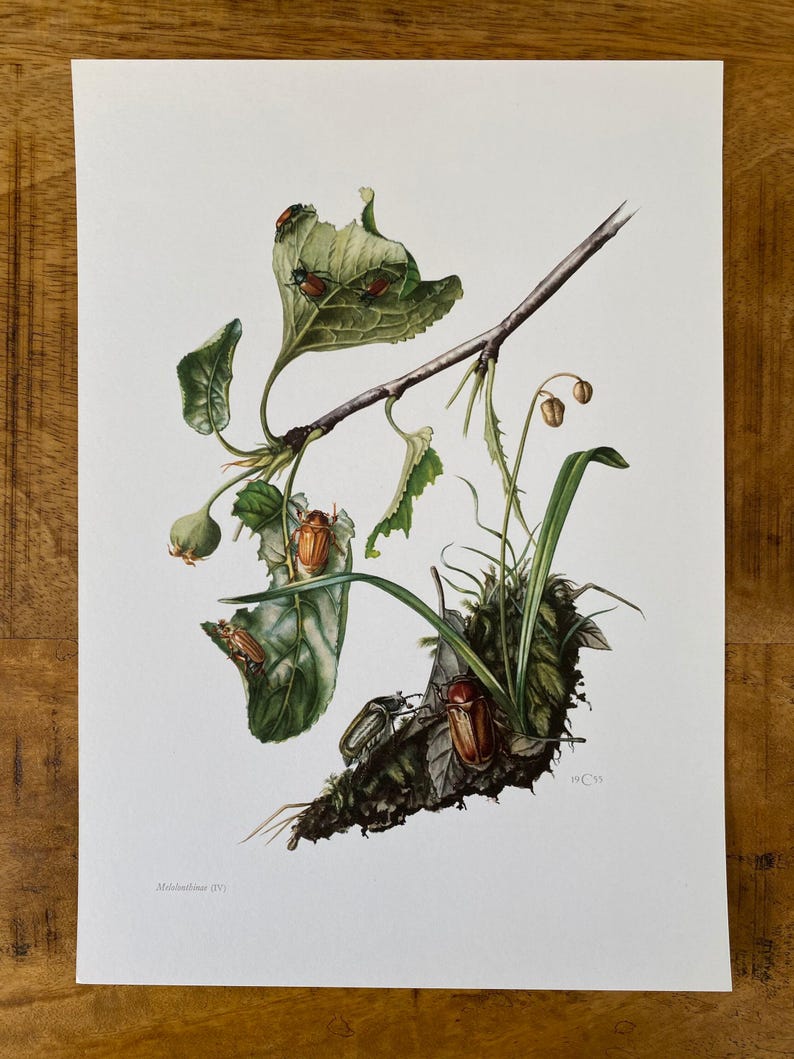 Entomology Print: 1960s Scarab Beetles Illustration, Natural History ...