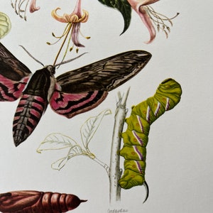 Hawk Moth Vintage Print, 1960s Zoology Lithograph - Etsy