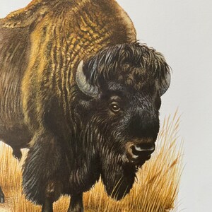 AMERICAN BISON Animal Print. Antique and Vintage Zoology and Biology Lithograph. Wildlife ...