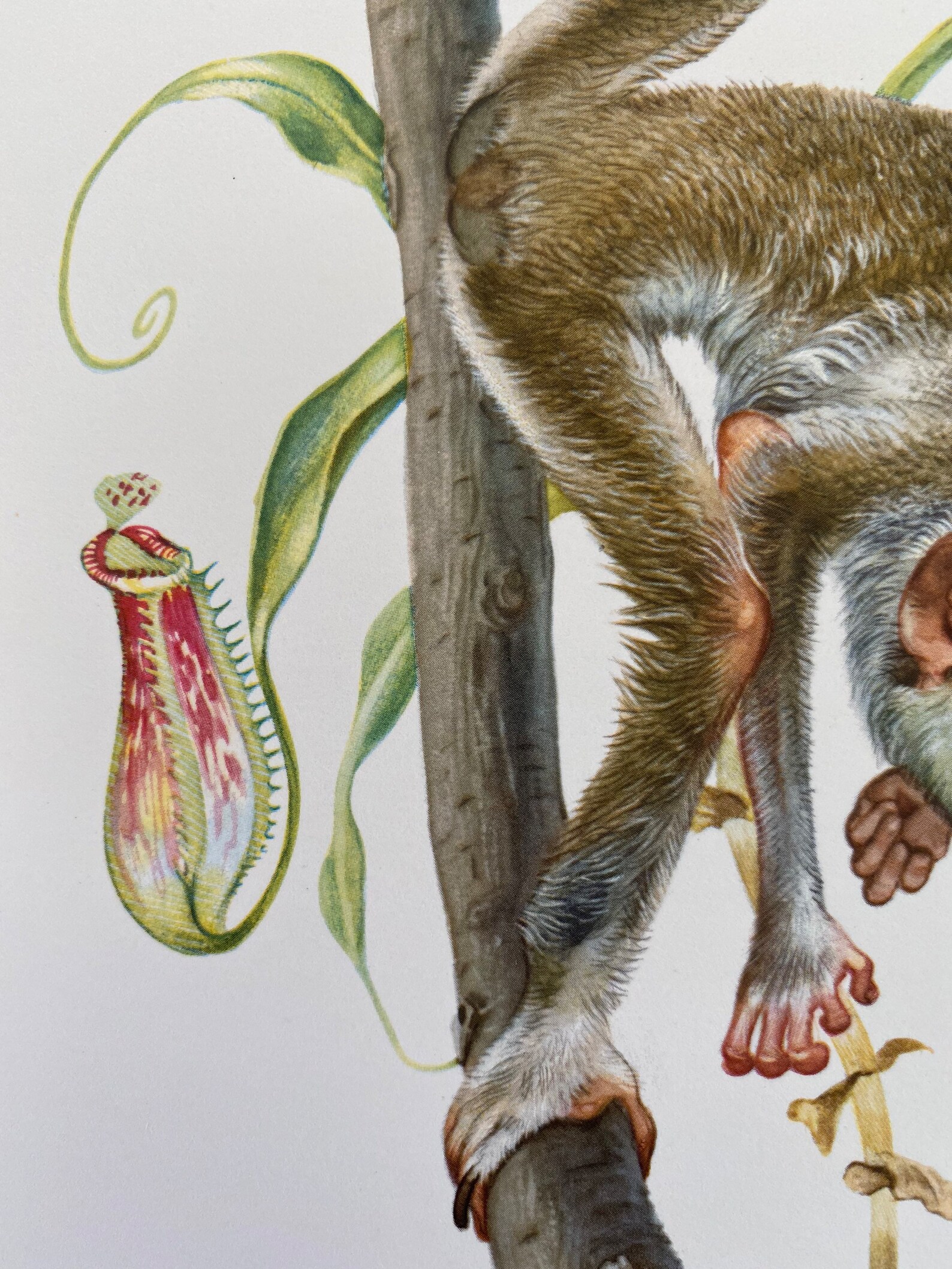 1960 Vintage RED SLENDER LORIS Animal Print. Antique Zoology - Etsy
