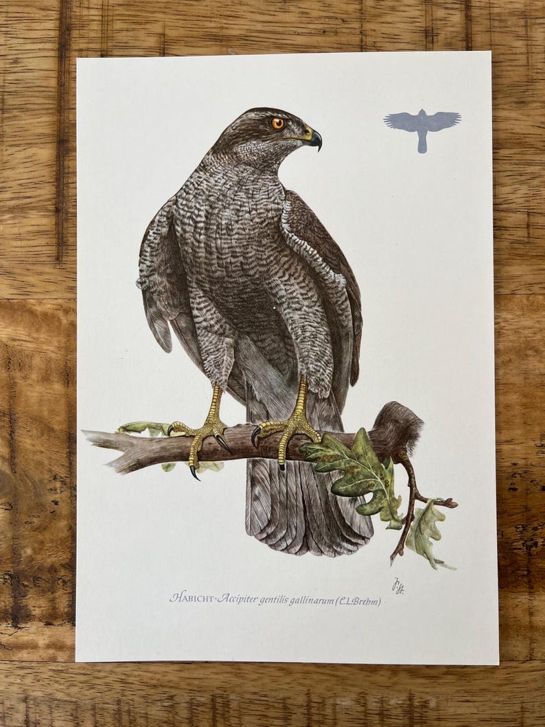 1955 Eurasian Goshawk Print, Vintage Ornithology Lithograph - Etsy