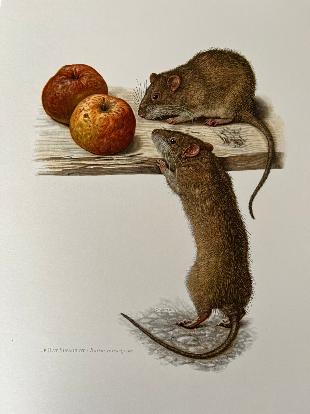 1960 Vintage BROWN RAT Animal Print. Antique Zoology and - Etsy