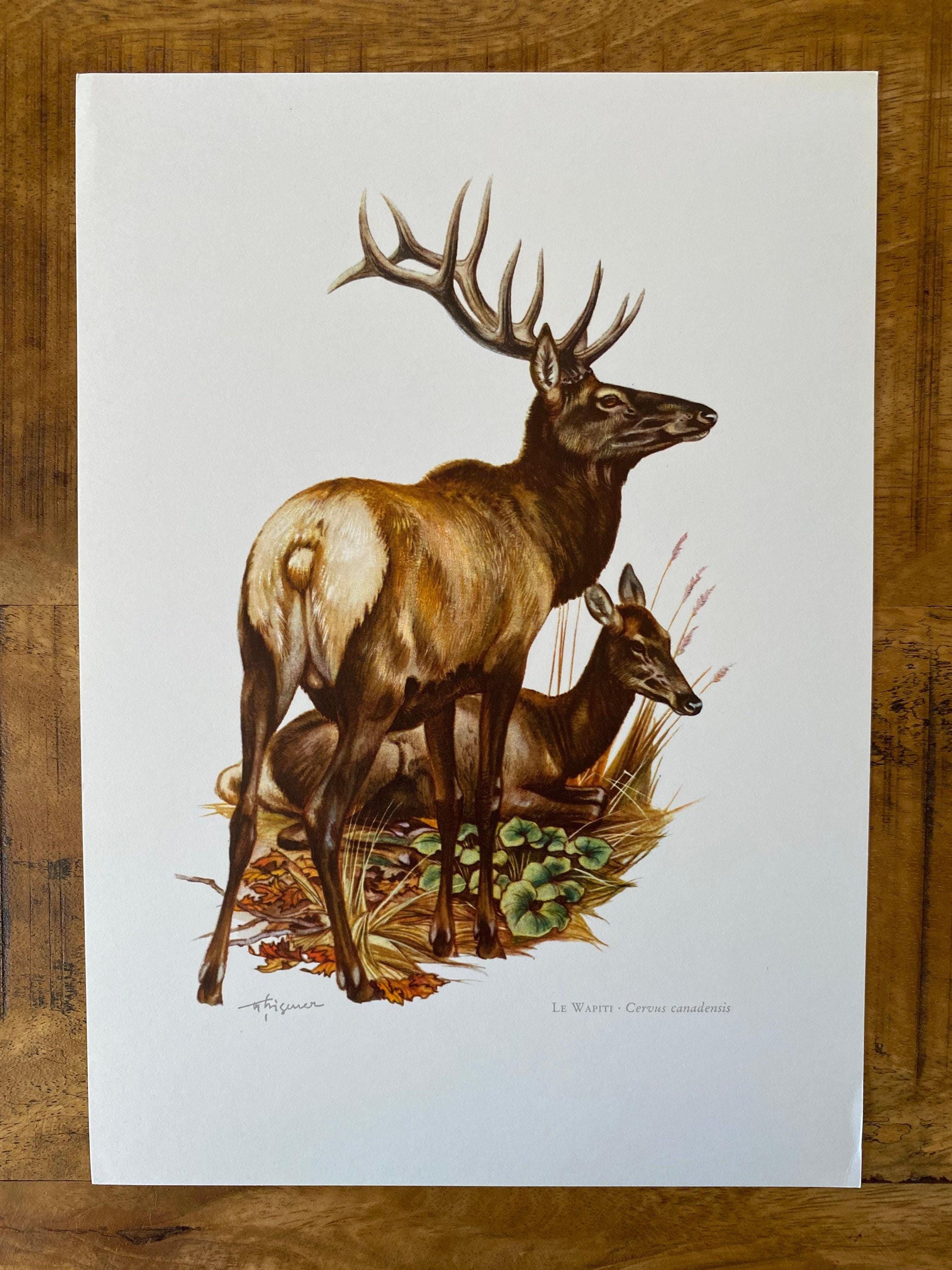 Vintage Elk Print, 1960s Zoology Lithograph, Wildlife Illustration - Etsy