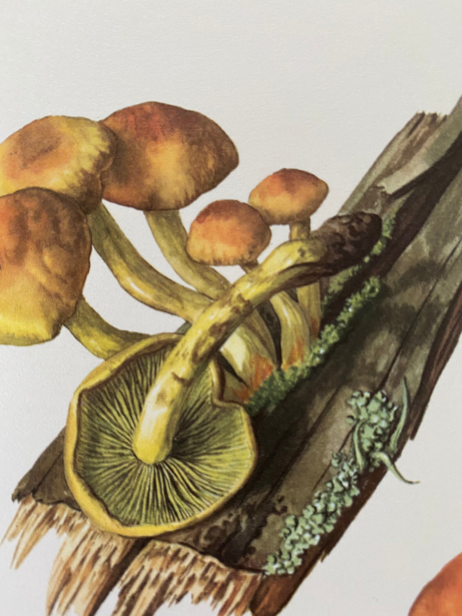 Sulphur Tuft Mushroom Print, Vintage Natural Science Art (1963) - Etsy