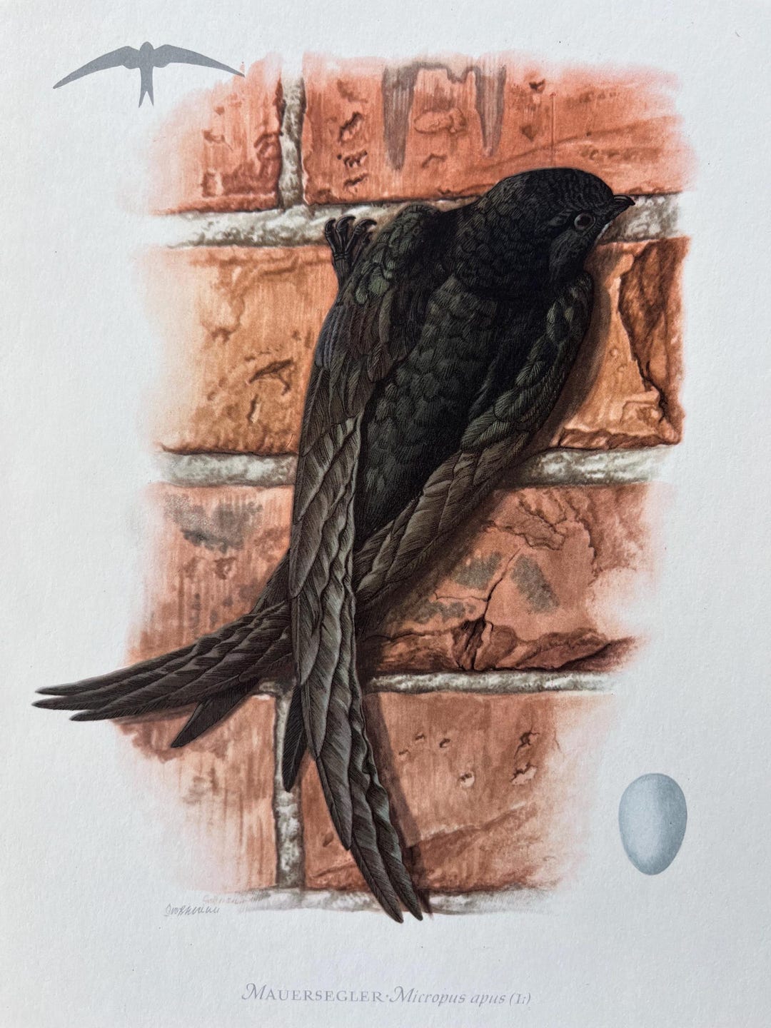 1955 Vintage Common Swift Bird Print. Antique Ornithology and Biology ...