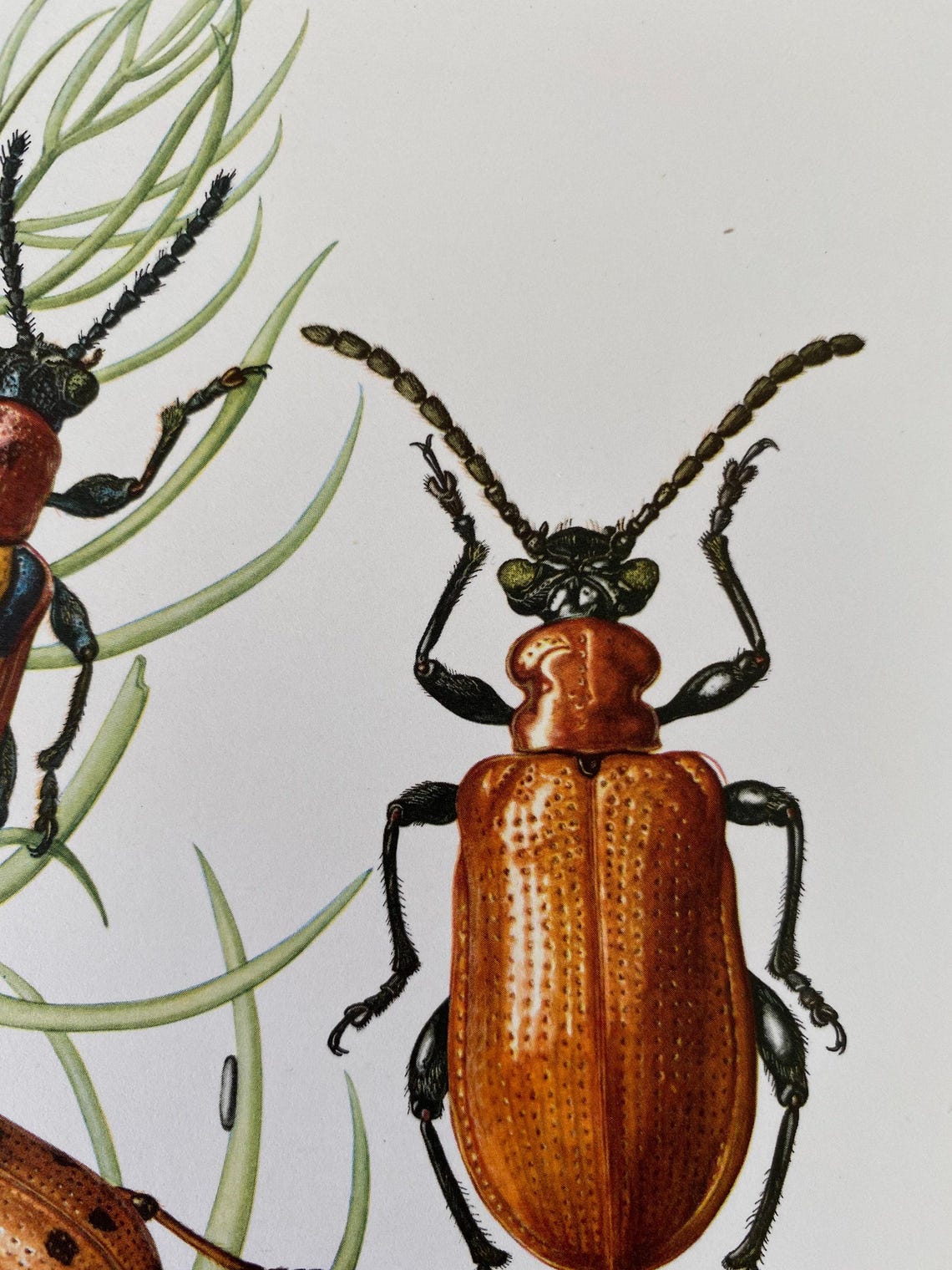 Entomology Print: 1960s Leaf Beetles Illustration, Natural History Wall ...