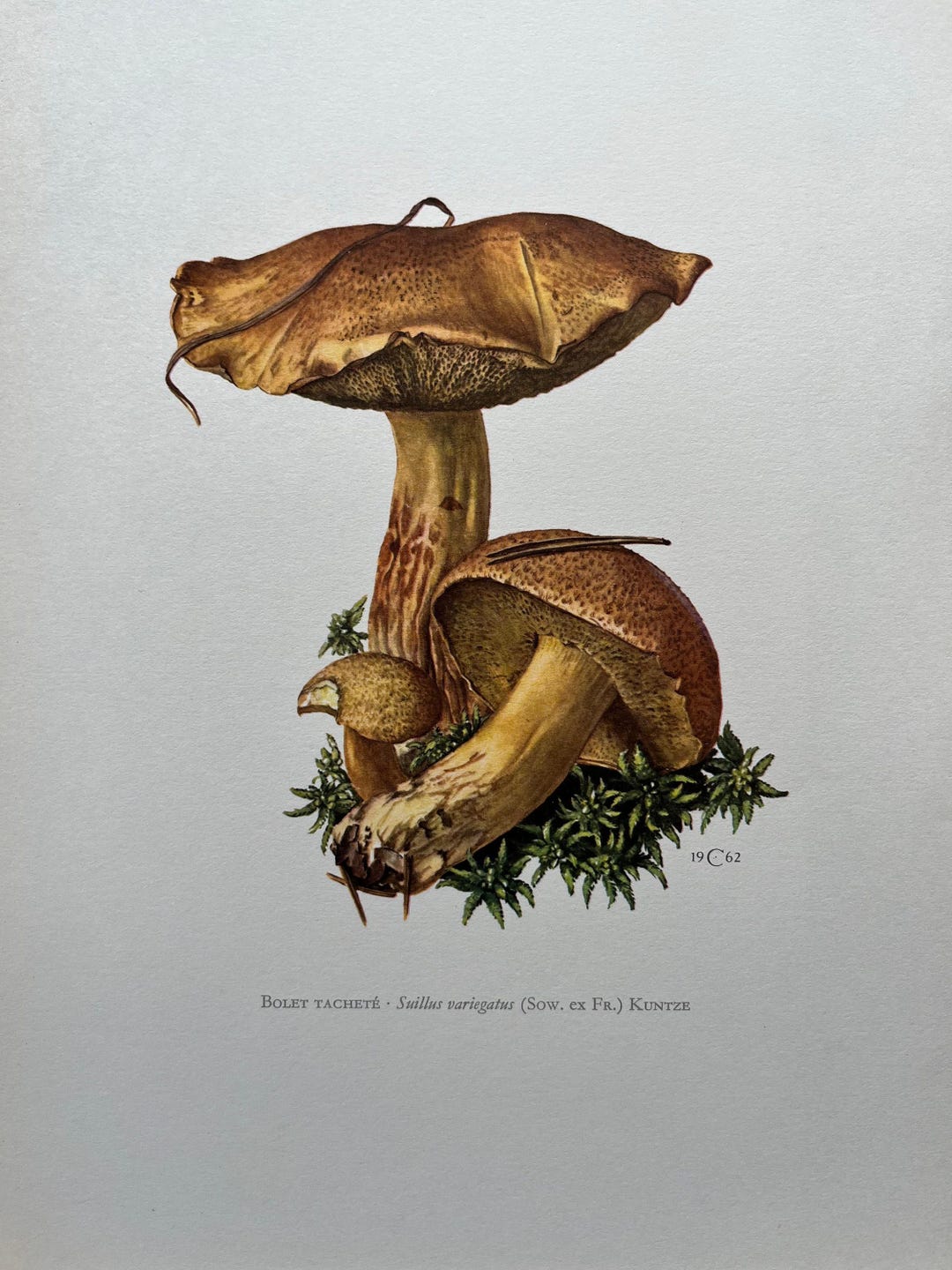 Velvet Bolete Mushroom Print. Antique Biology and Nature Lithograph ...
