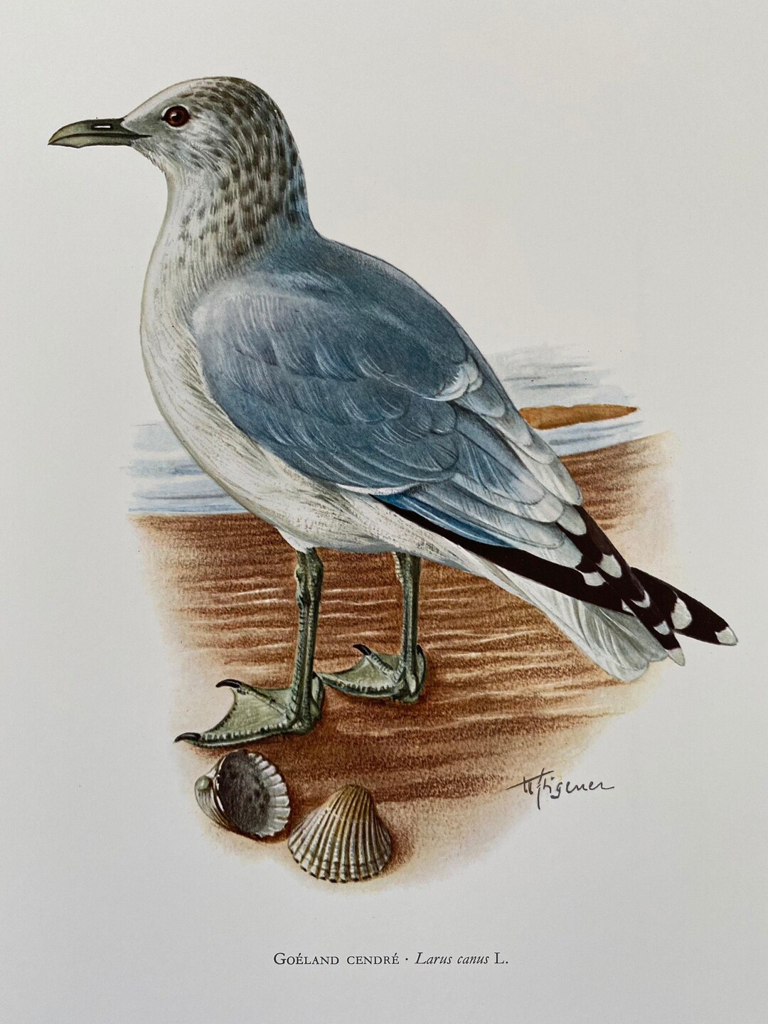 Vintage Common Gull Print, 1960s Ornithology Wall Art - Etsy