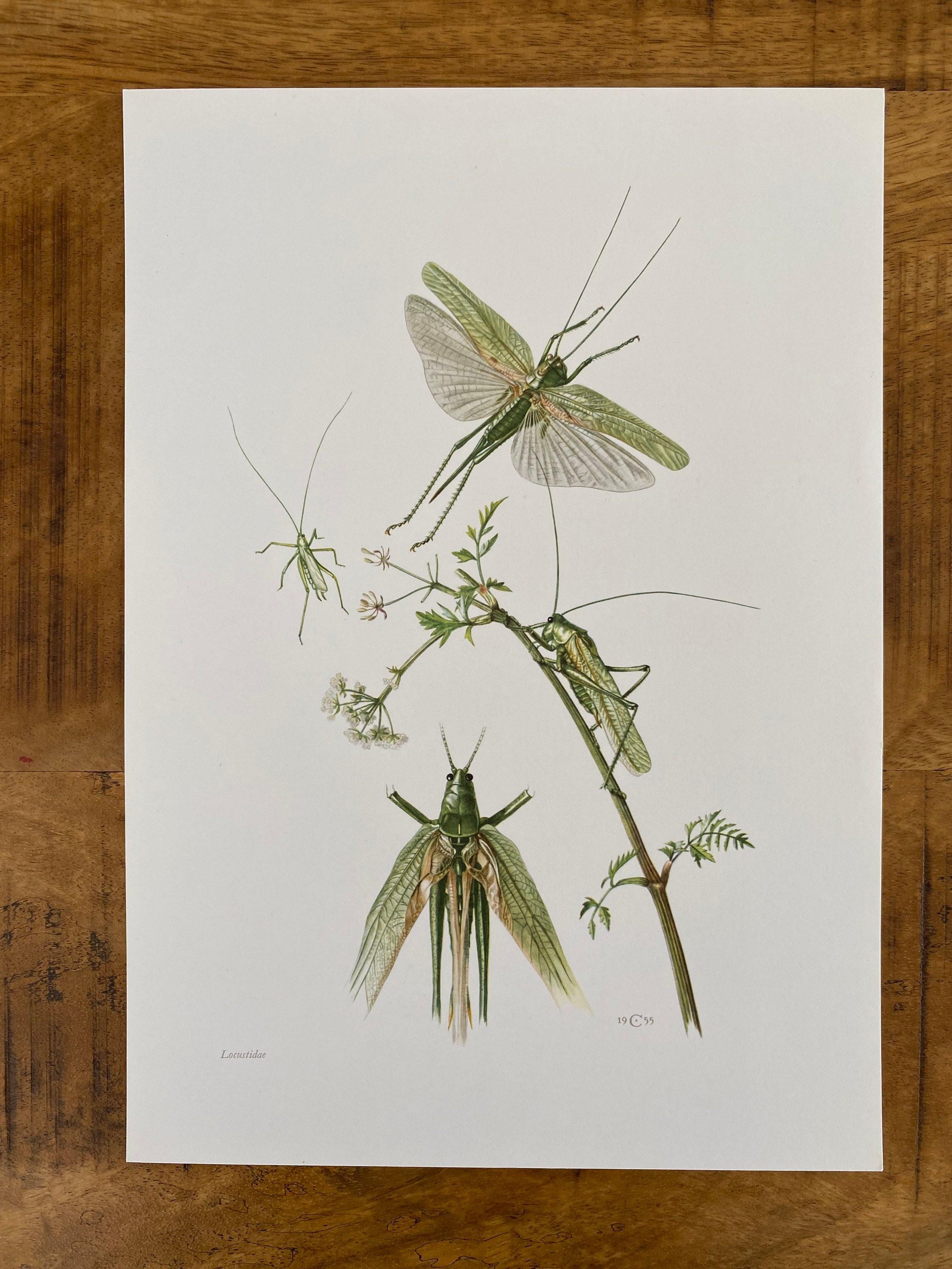 1960s Locust Print, Vintage Insect Illustration, Entomology Wall Art - Etsy