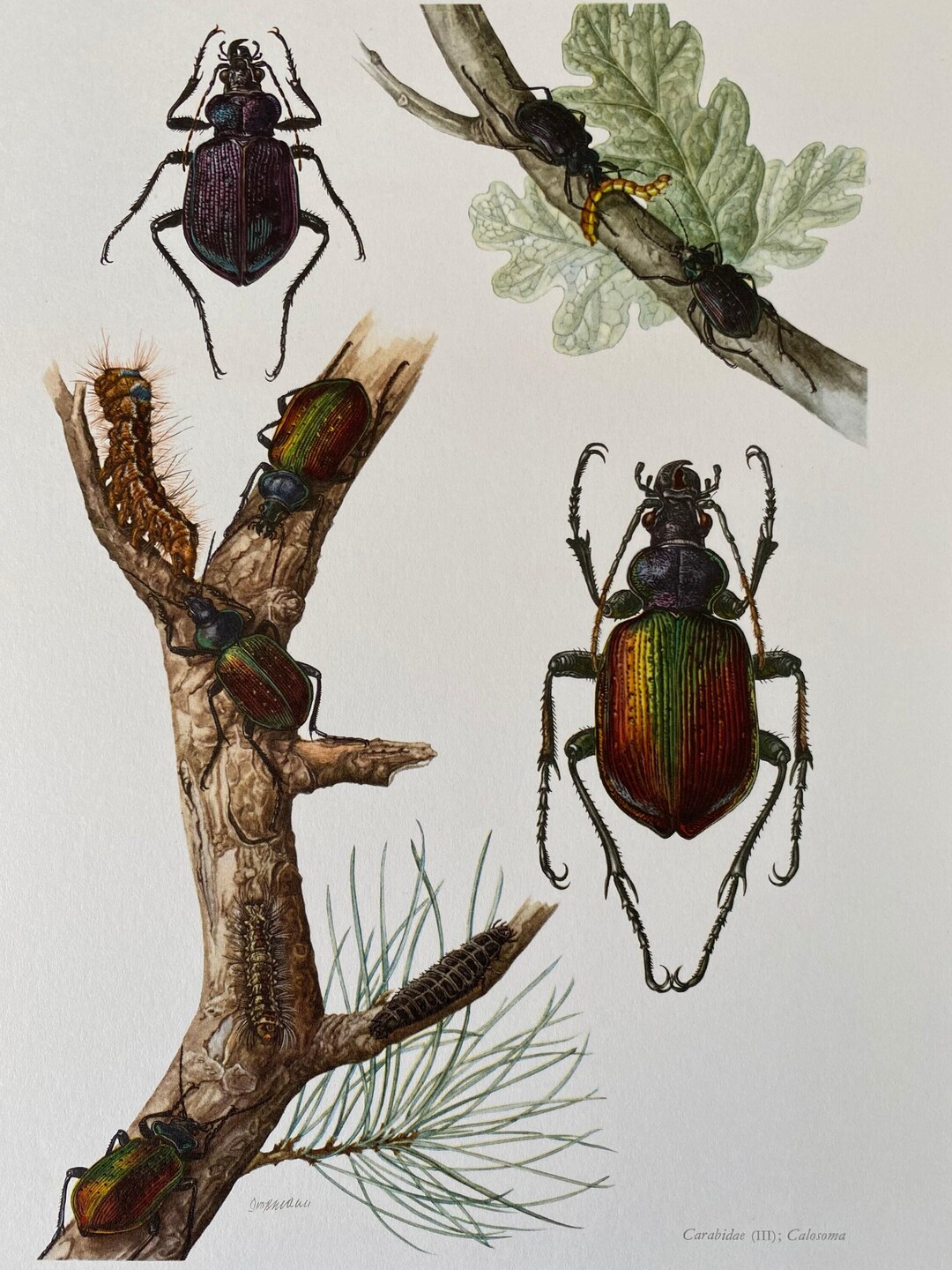 Vintage 1960 Calosoma Beetle Print, Entomology Wall Art - Etsy
