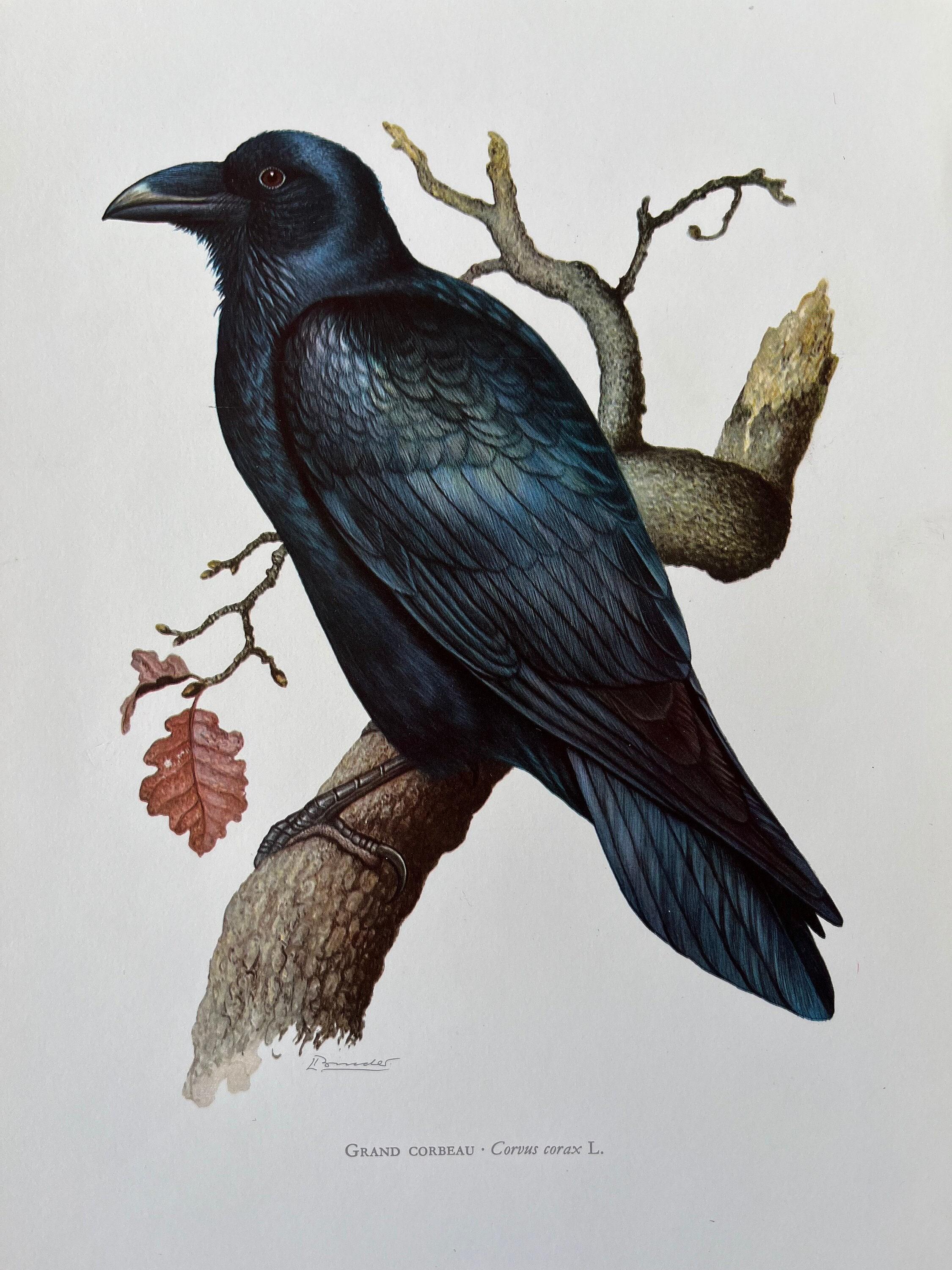 Common Raven Bird Print. Antique Ornithology and Biology Lithograph ...