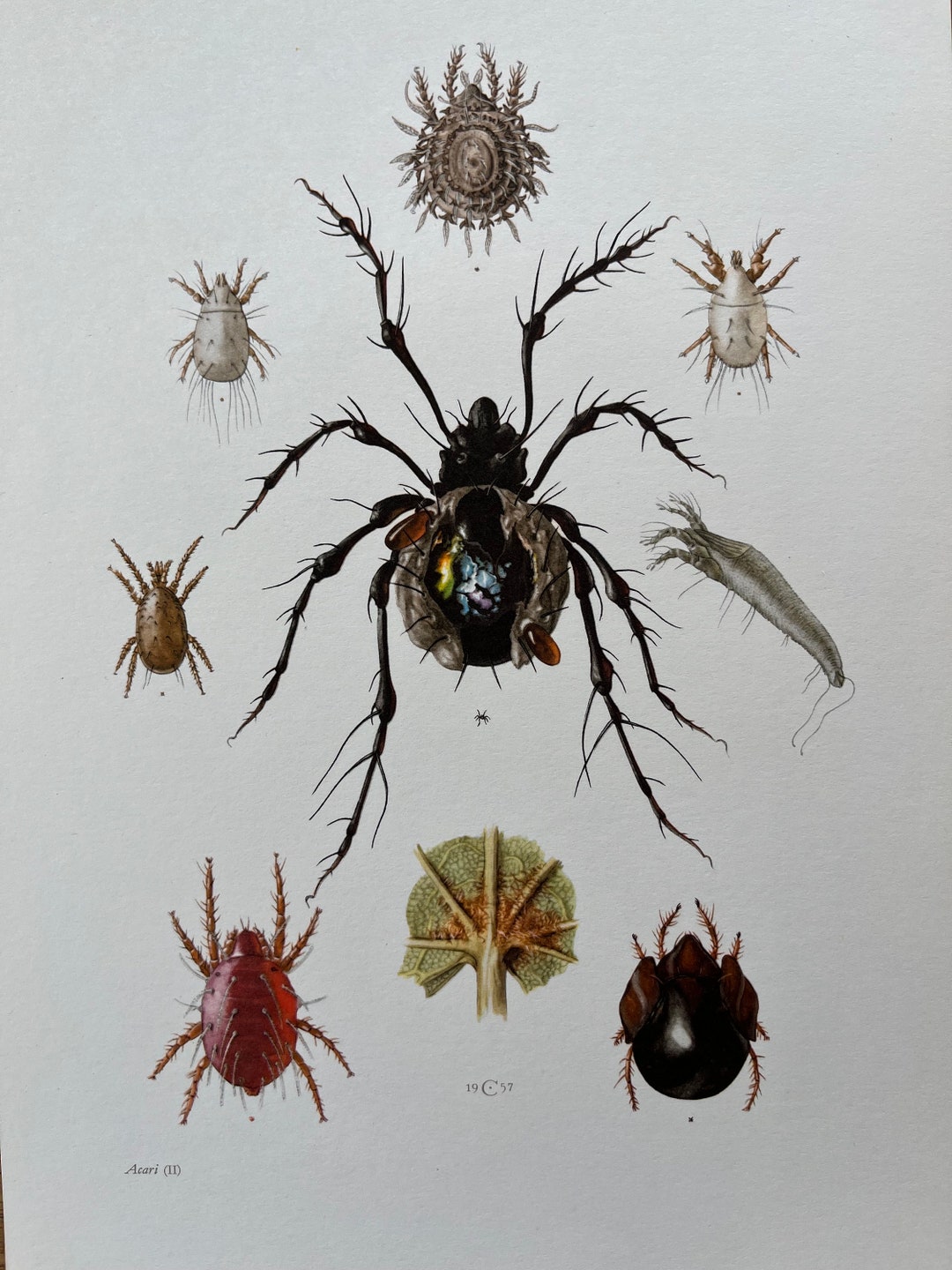 MITES ACARI Insect Print. Antique and Vintage Zoology and Biology ...