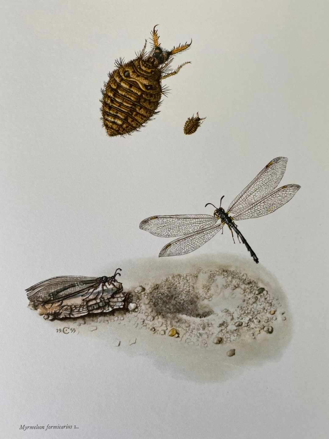 Antlion Print, Entomology Illustration, Vintage Natural History Wall ...