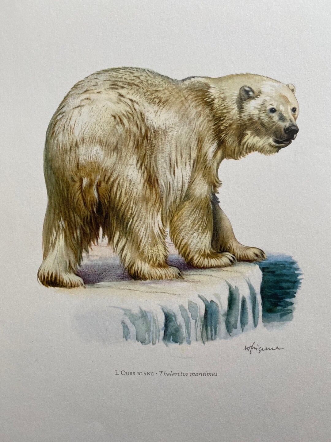POLAR BEAR Animal Print. Antique Zoology and Biology Lithograph ...