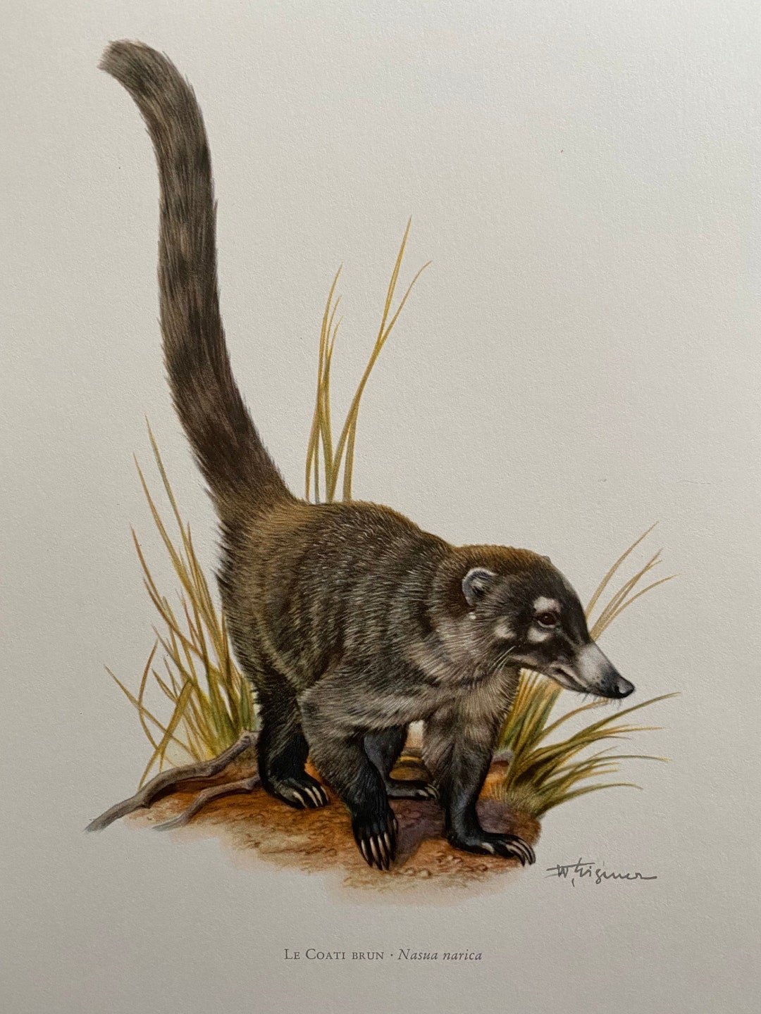 WHITE-NOSED COATI Animal Print. Antique and Vintage Zoology and Biology ...