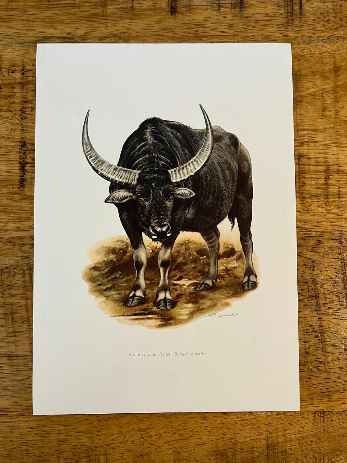 Vintage Water Buffalo Print, 1960s Zoology Lithograph - Etsy