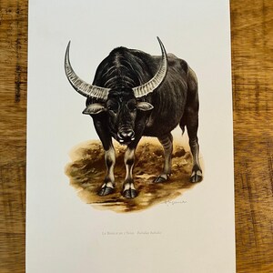 Vintage Water Buffalo Print, 1960s Zoology Lithograph - Etsy