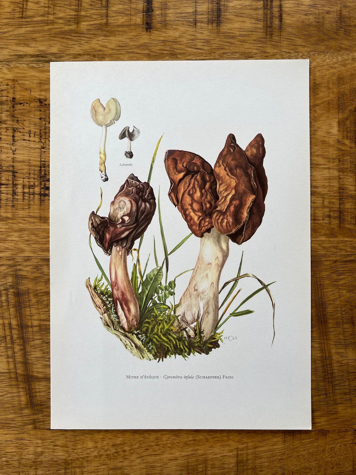 Vintage Morel Mushroom Print, 1960s Biology Illustration - Etsy