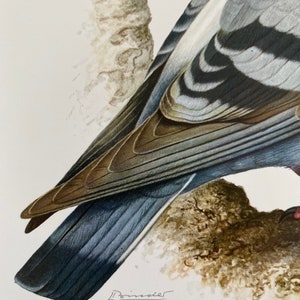 COMMON PIGEON Bird Print. Antique and Vintage Natural Sciences and ...