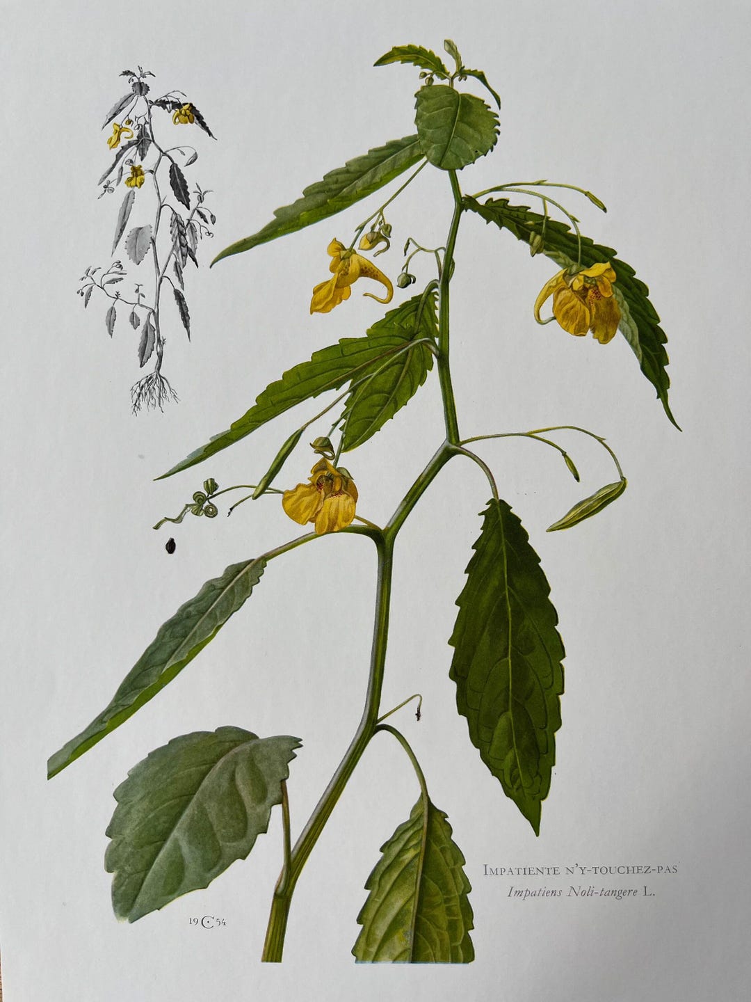Touch-me-not Balsam Flower Botanical Print. Antique and Vintage Natural ...