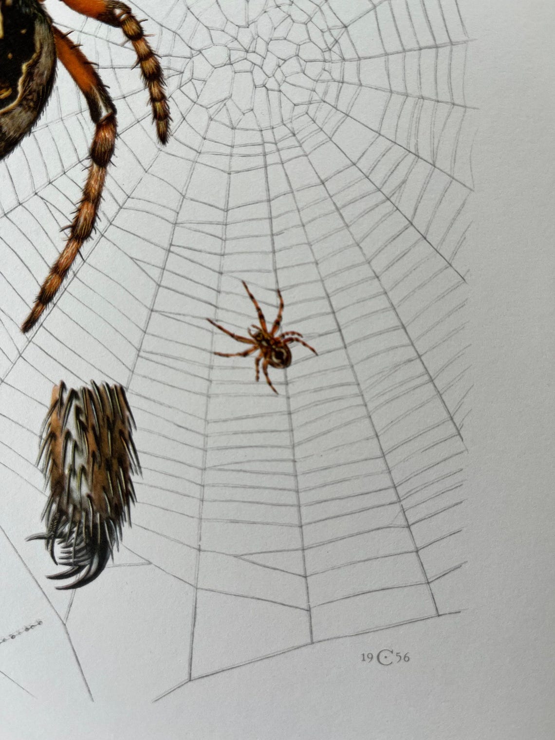Araneus Ocellatus Spider Print, Vintage Zoology Lithograph - Etsy