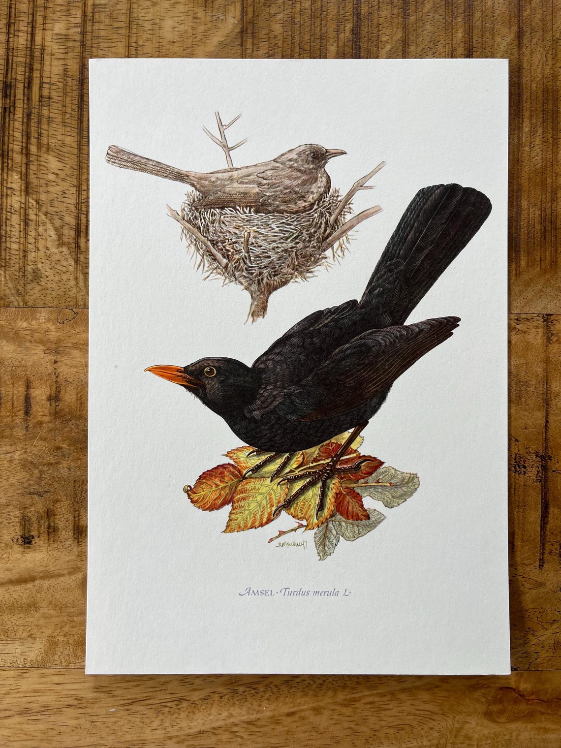 1955 Blackbird Print, Vintage Ornithology Illustration - Etsy