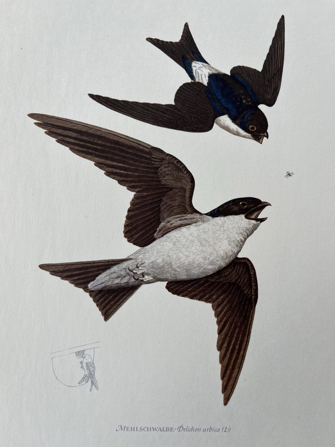 1955 Vintage Western House Martin Bird Print. Antique Ornithology and ...