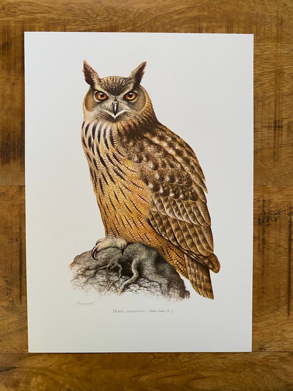 Vintage Horned Owl Illustration at Teresa Stauffer blog