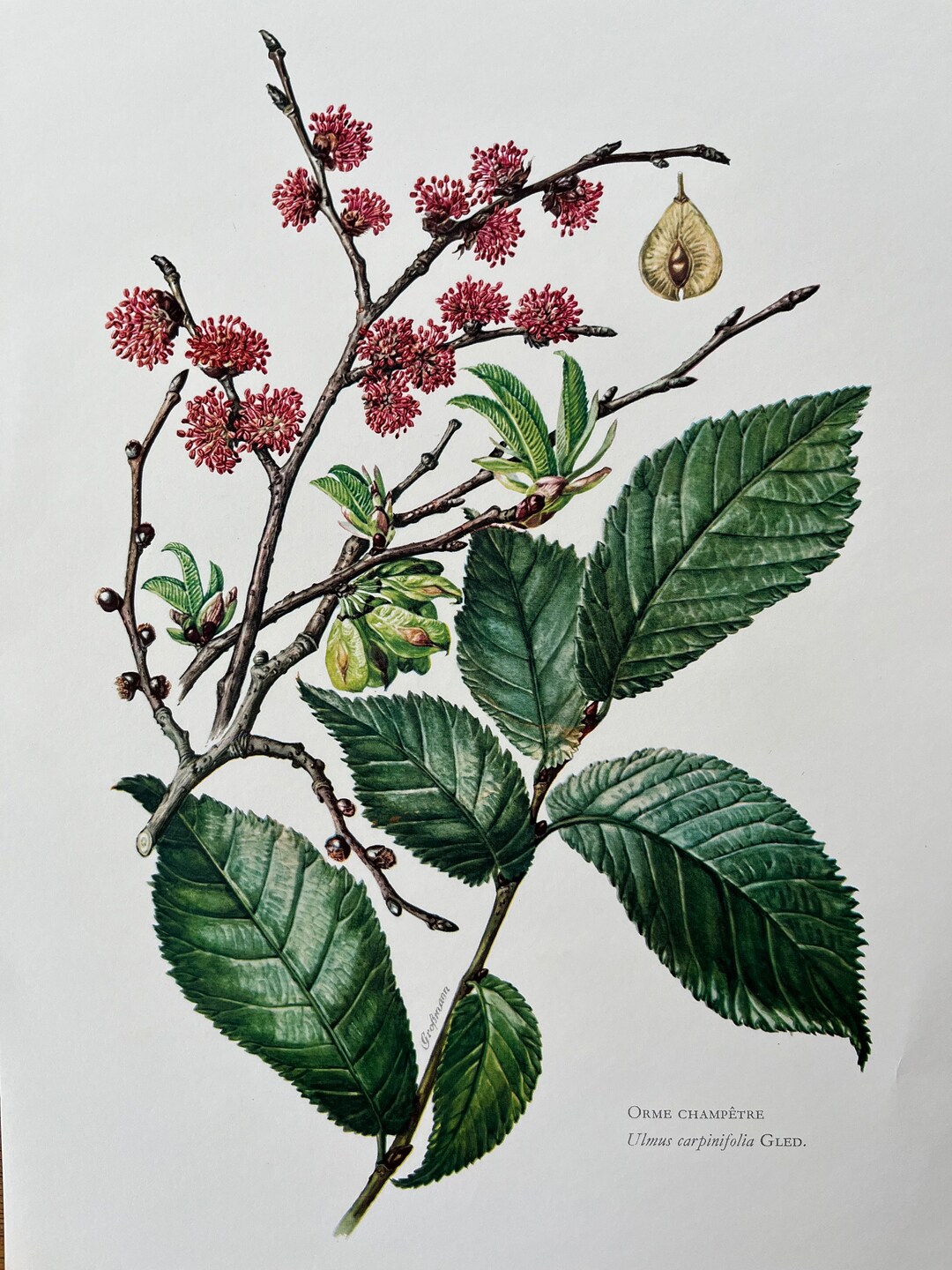 Field Elm Botanical Print, Vintage Biology Wall Art (1960s) - Etsy