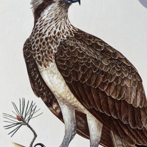1955 Vintage Osprey Sea Hawk Bird Print. Antique Ornithology and ...
