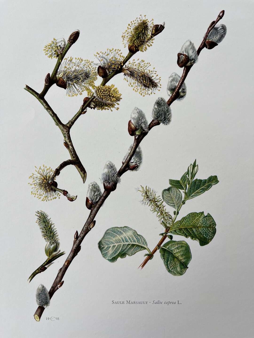 GOAT WILLOW TREE Botanical Print. Antique and Vintage Natural Sciences ...