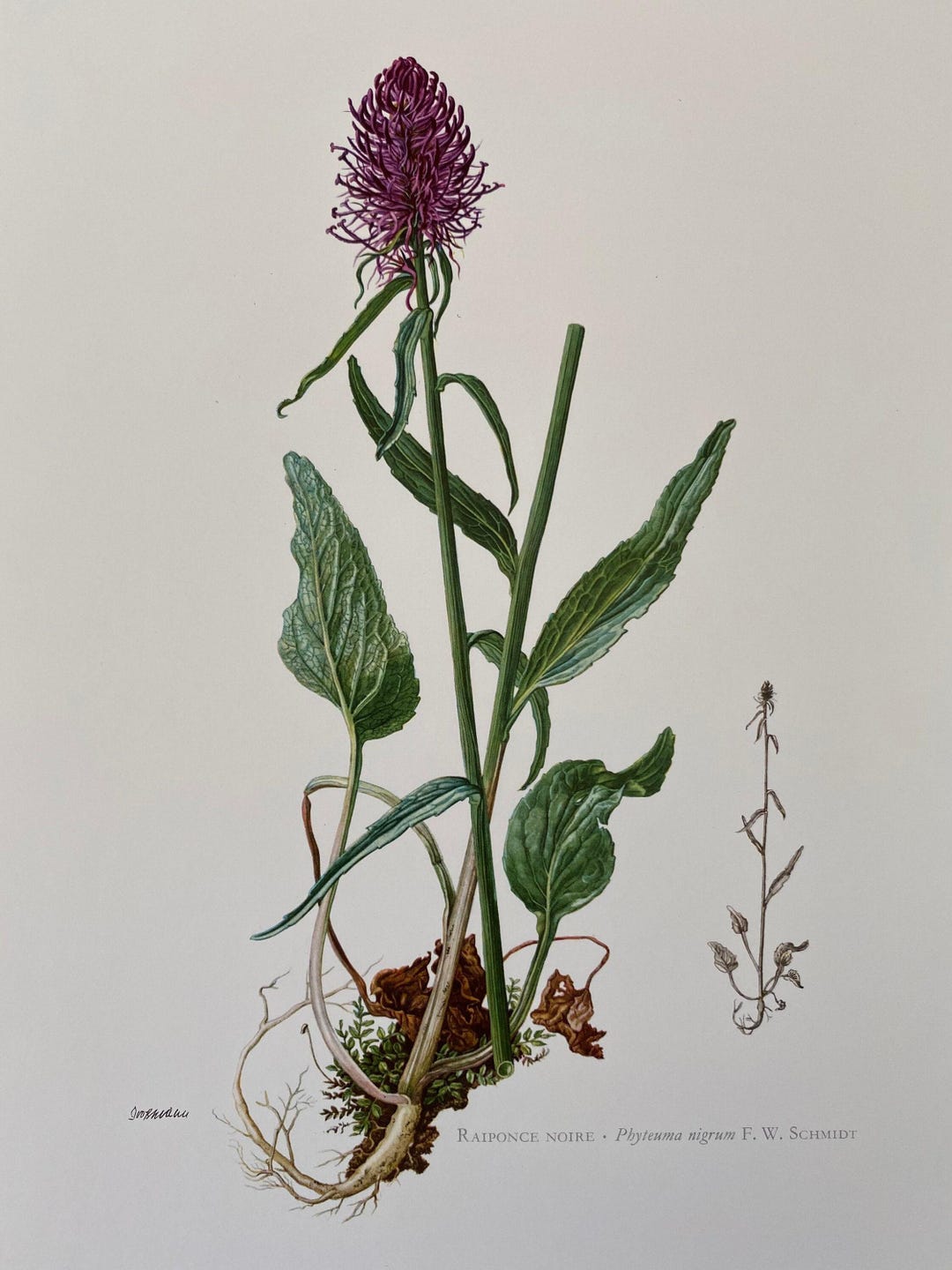 Black Rampion Botanical Print. Antique and Vintage Natural Sciences and ...