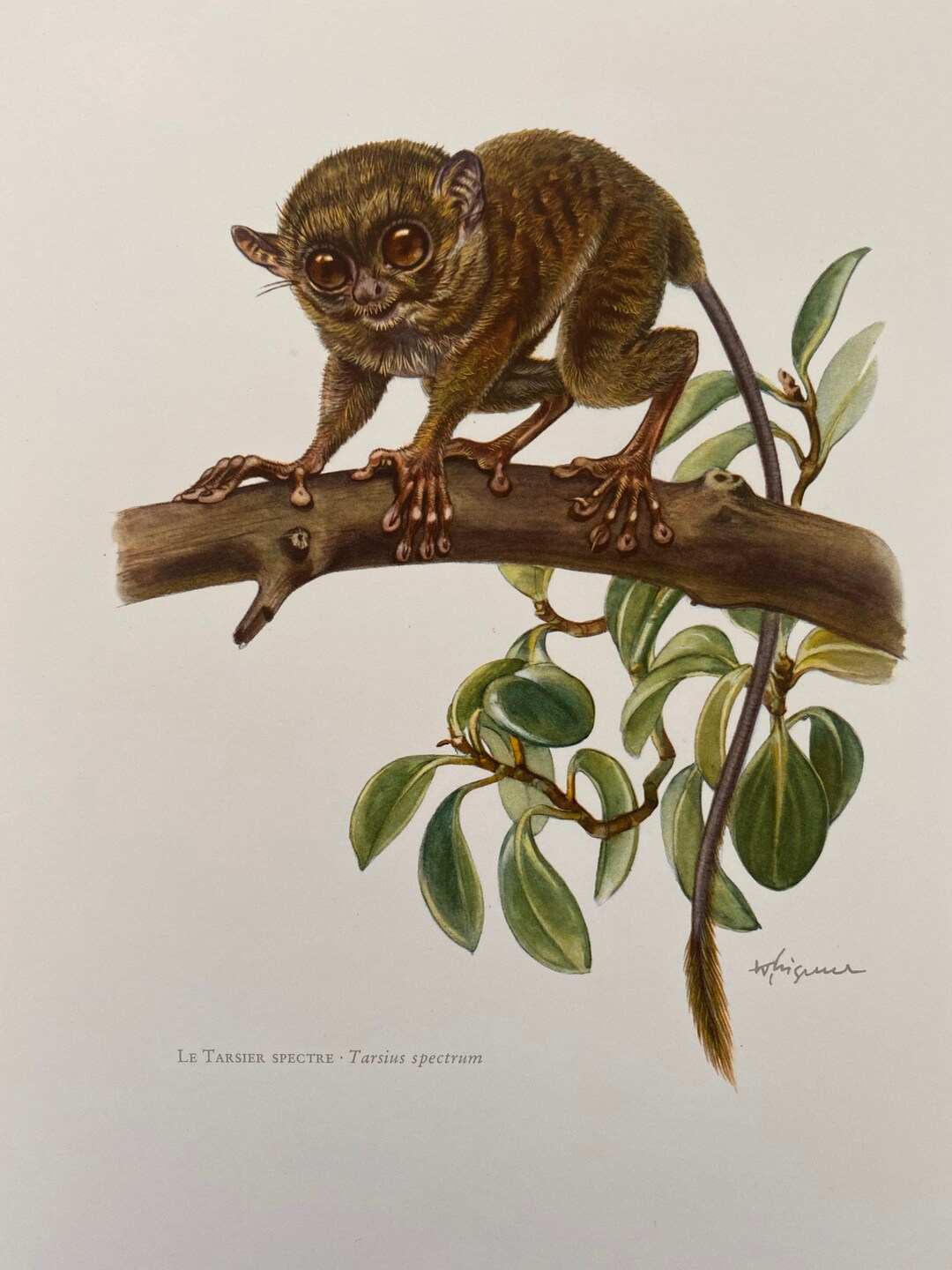 SPECTRAL TARSIER Animal Print. Antique and Vintage Zoology and Biology ...