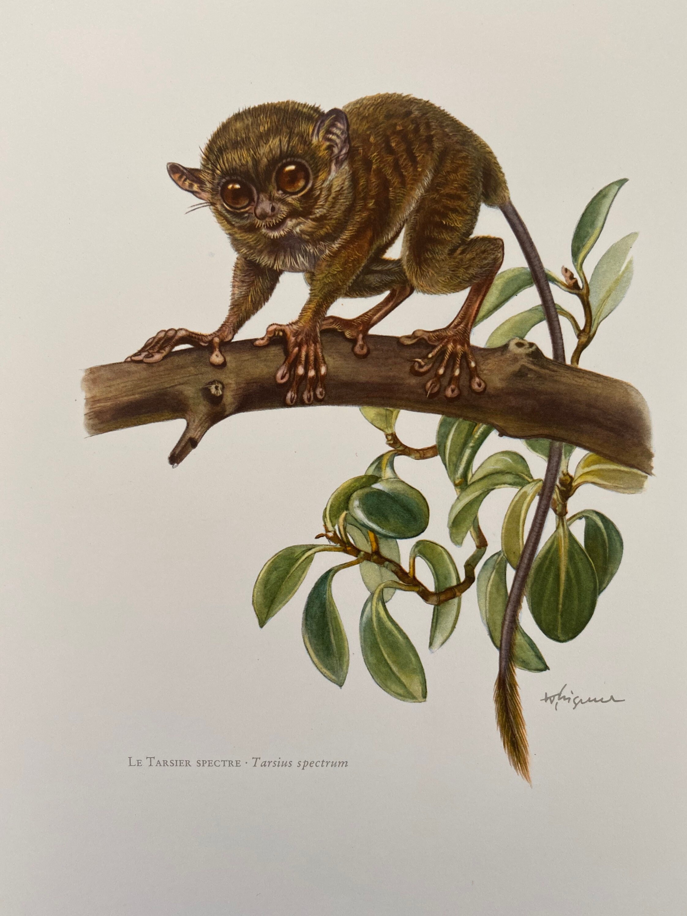 Spectral Tarsier