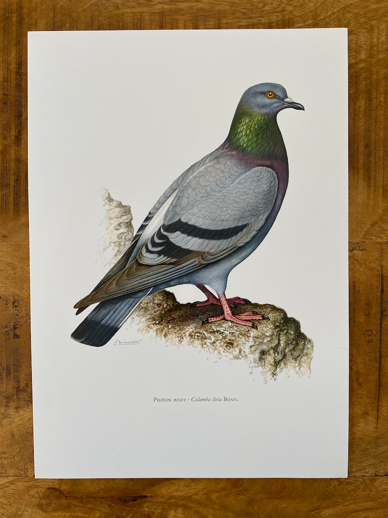 Vintage Pigeon Print, 1960s French Ornithology Wall Art - Etsy