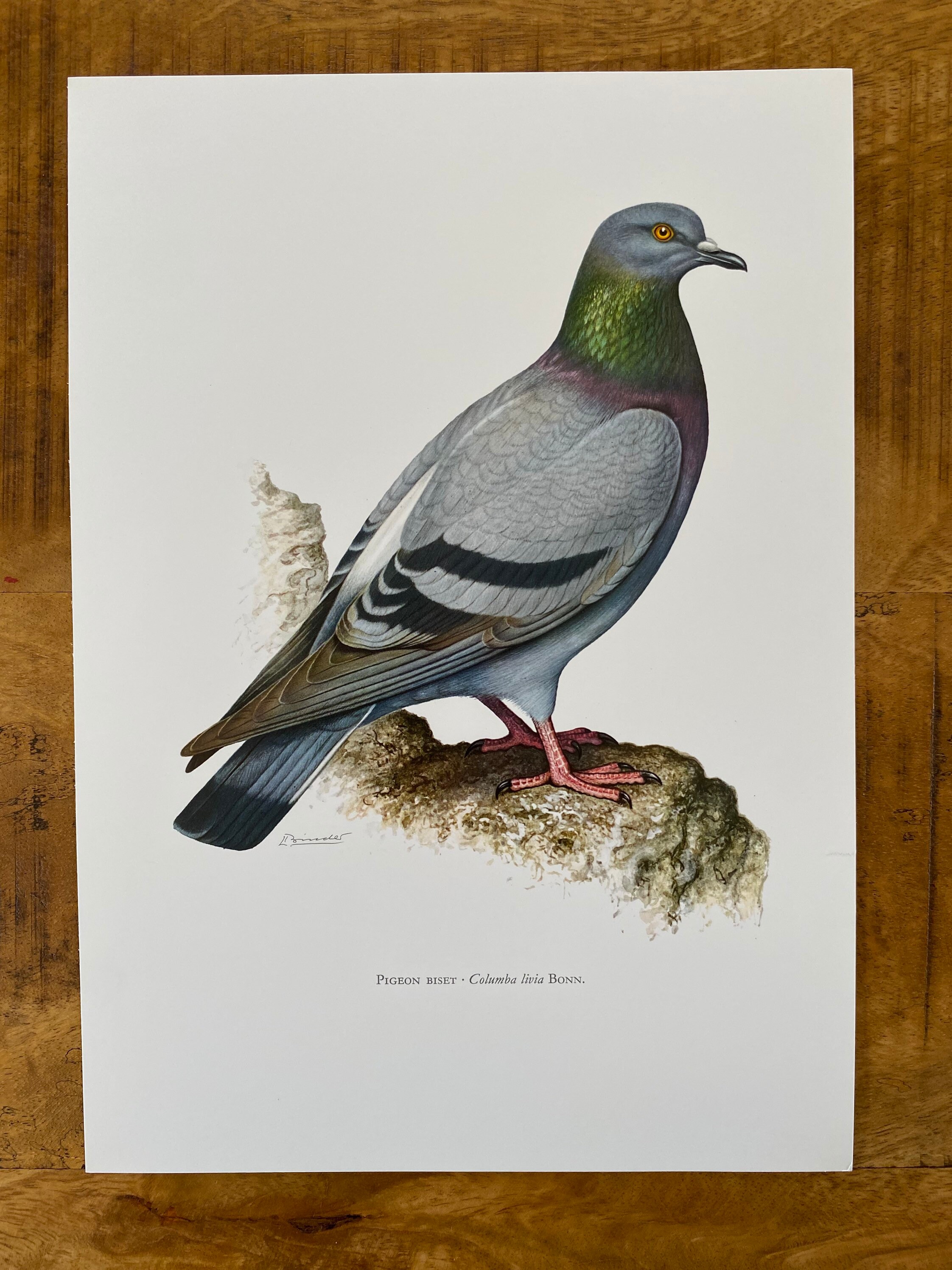 Vintage Pigeon Print, 1960s French Ornithology Wall Art - Etsy