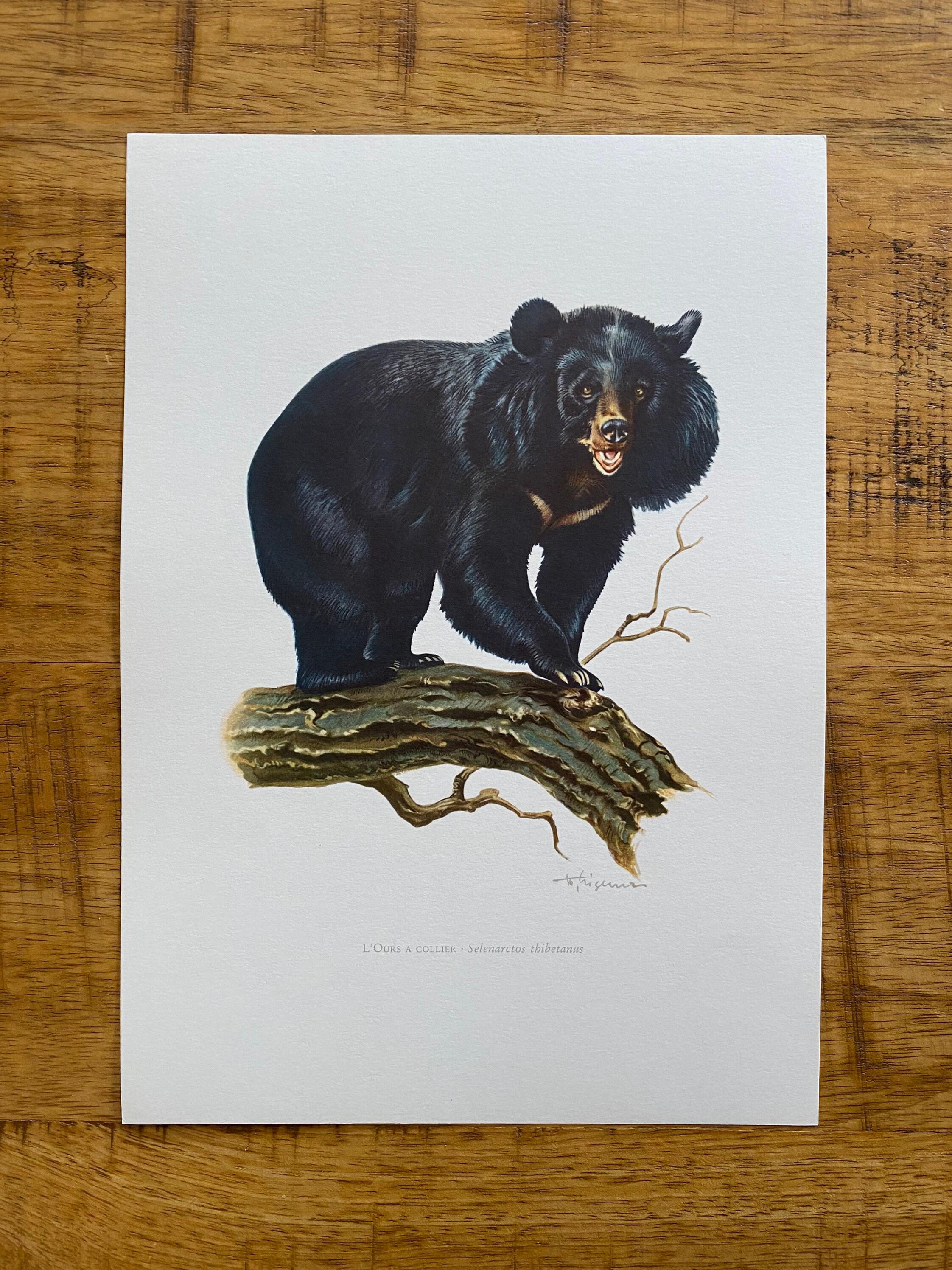 Vintage Asian Black Bear Lithograph, Zoology Print (1960s) - Etsy
