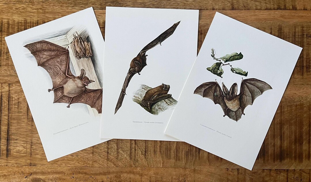 3 X 1960s Vintage BATS Animal Print Set With Greater Mouse-eared Bat ...