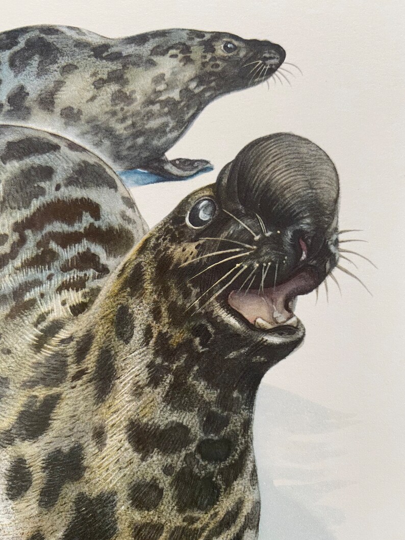 HOODED SEAL Animal Print. Antique and Vintage Zoology and Biology ...