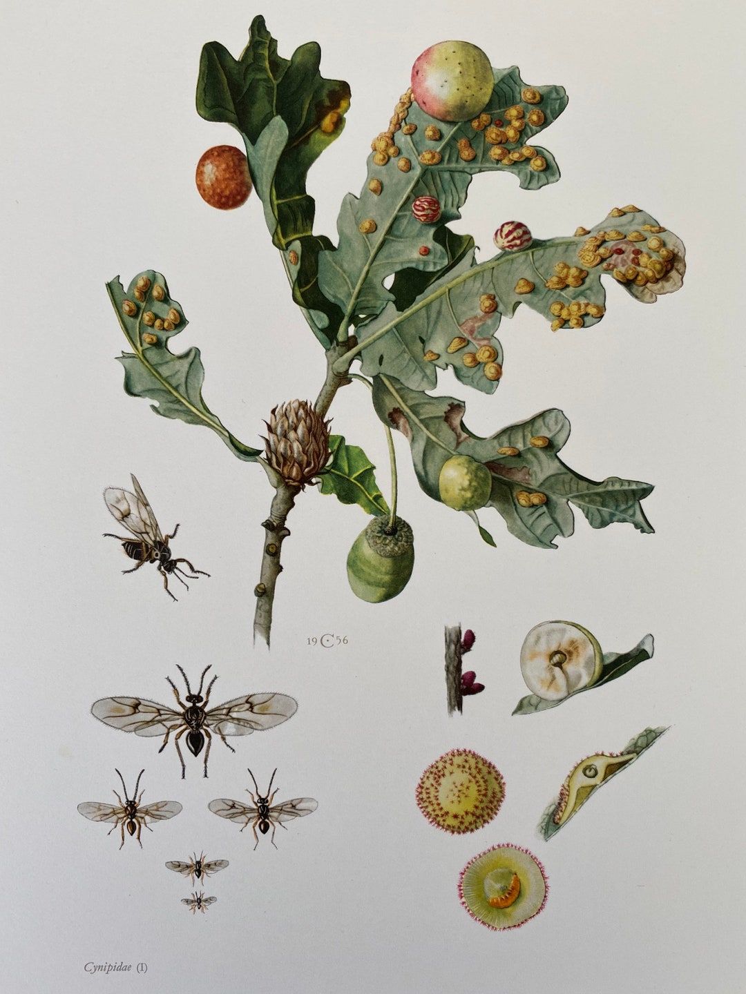 GALL WASP Print. Bugs Illustrations. Insect Print. Entomology. Natural ...