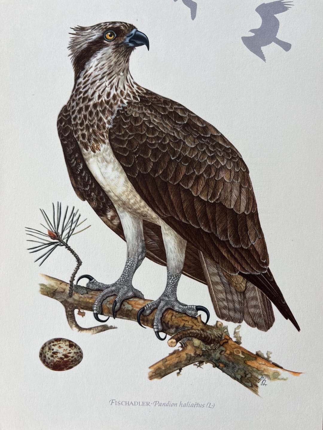 1955 Vintage Osprey Sea Hawk Bird Print. Antique Ornithology and ...