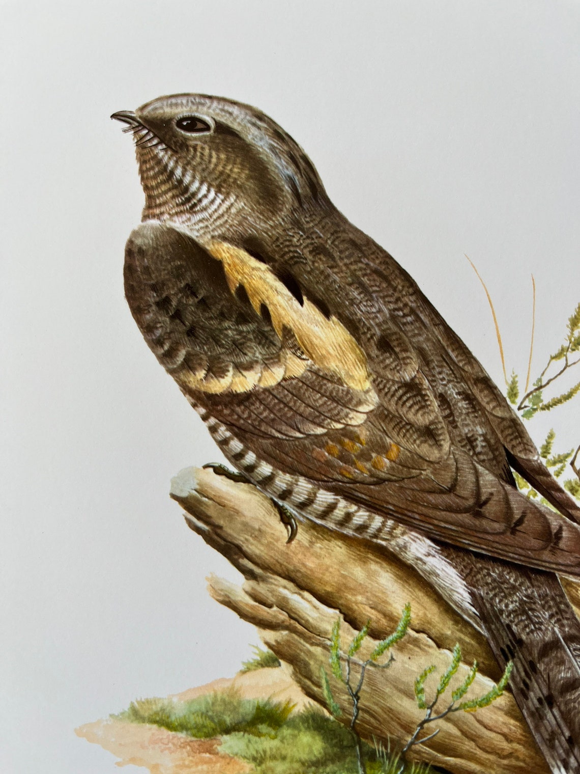 European Nightjar Print, Vintage Ornithology Illustration - Etsy