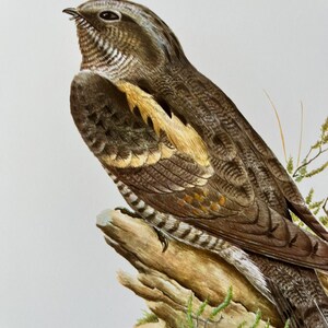 European Nightjar Print, Vintage Ornithology Illustration - Etsy