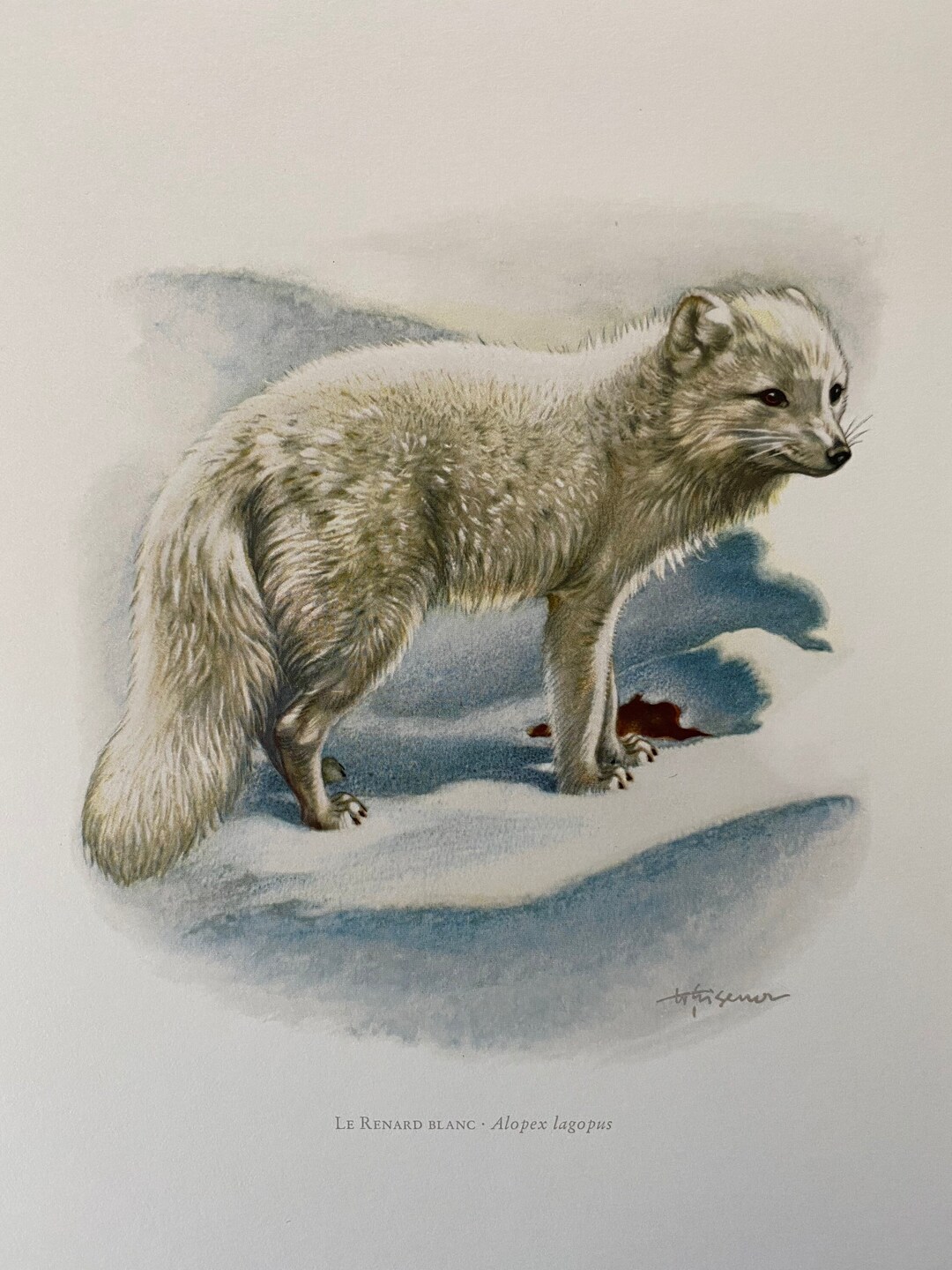 Arctic Fox Print, Vintage Zoology Lithograph, Wildlife Illustration - Etsy