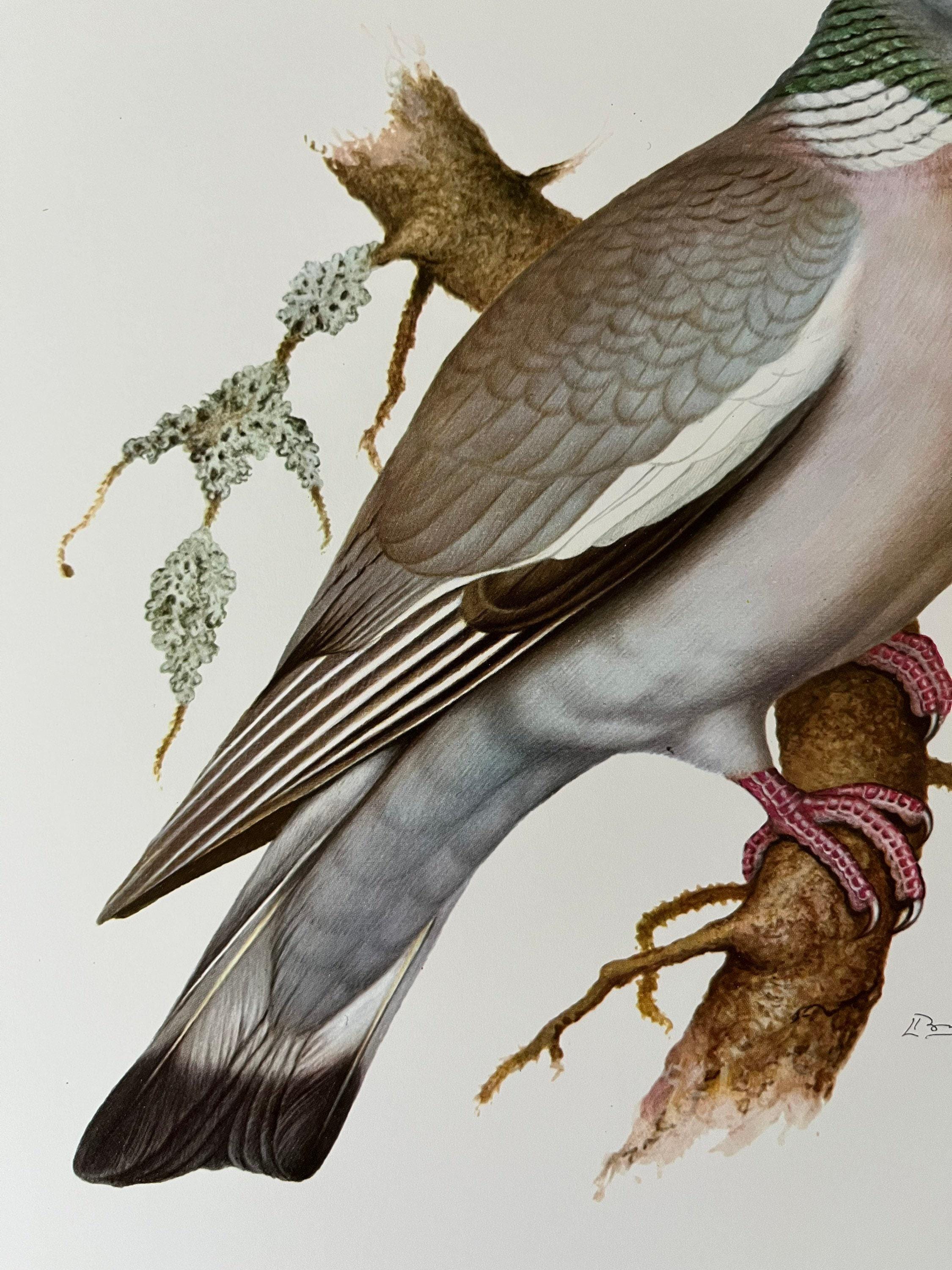 Common Wood Pigeon Bird Print. Antique Ornithology and Biology ...