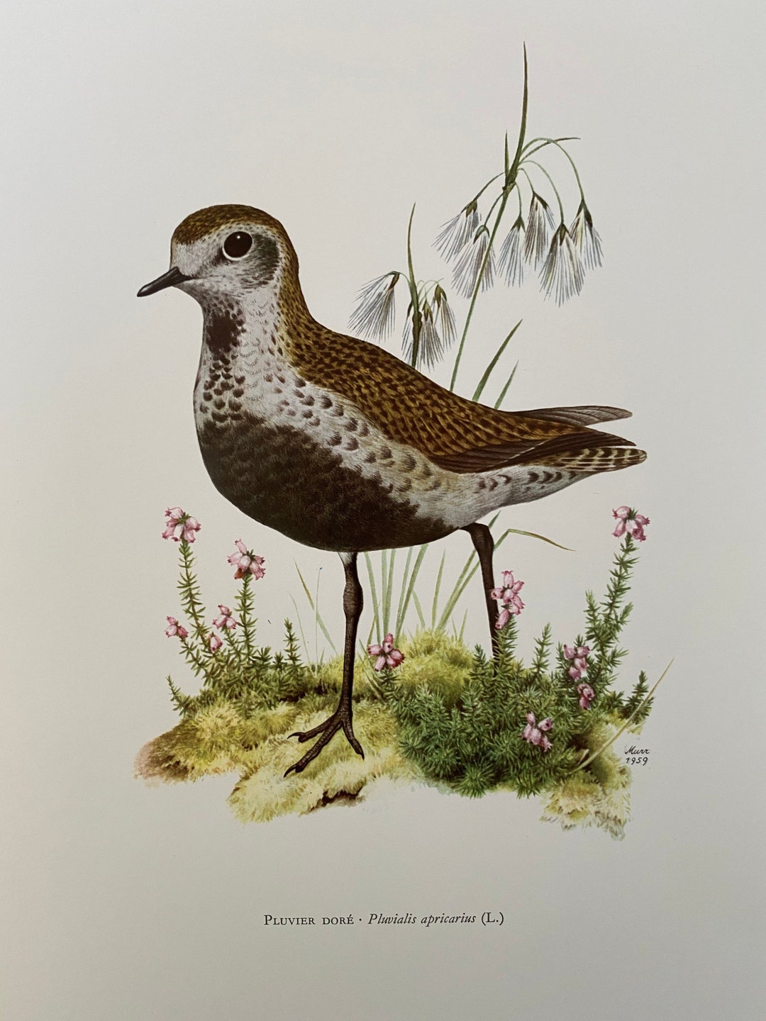 GOLDEN PLOVER Bird Print. Antique and Vintage Ornithology and Biology ...