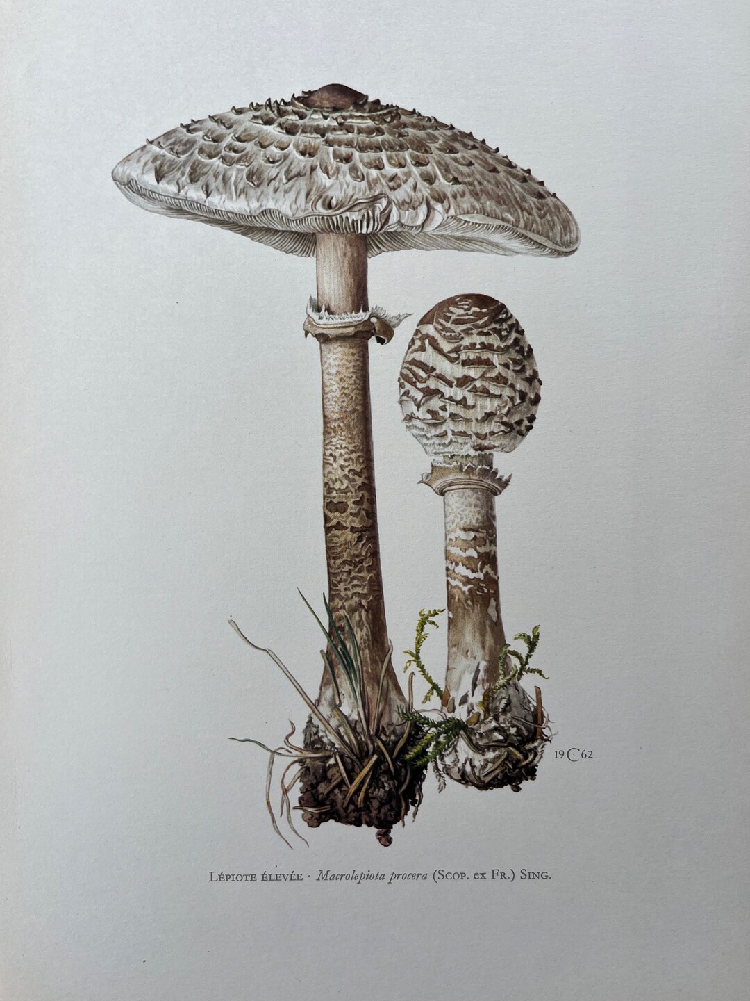 1960 Vintage PARASOL MUSHROOM Mushroom Print. Antique Biology and ...